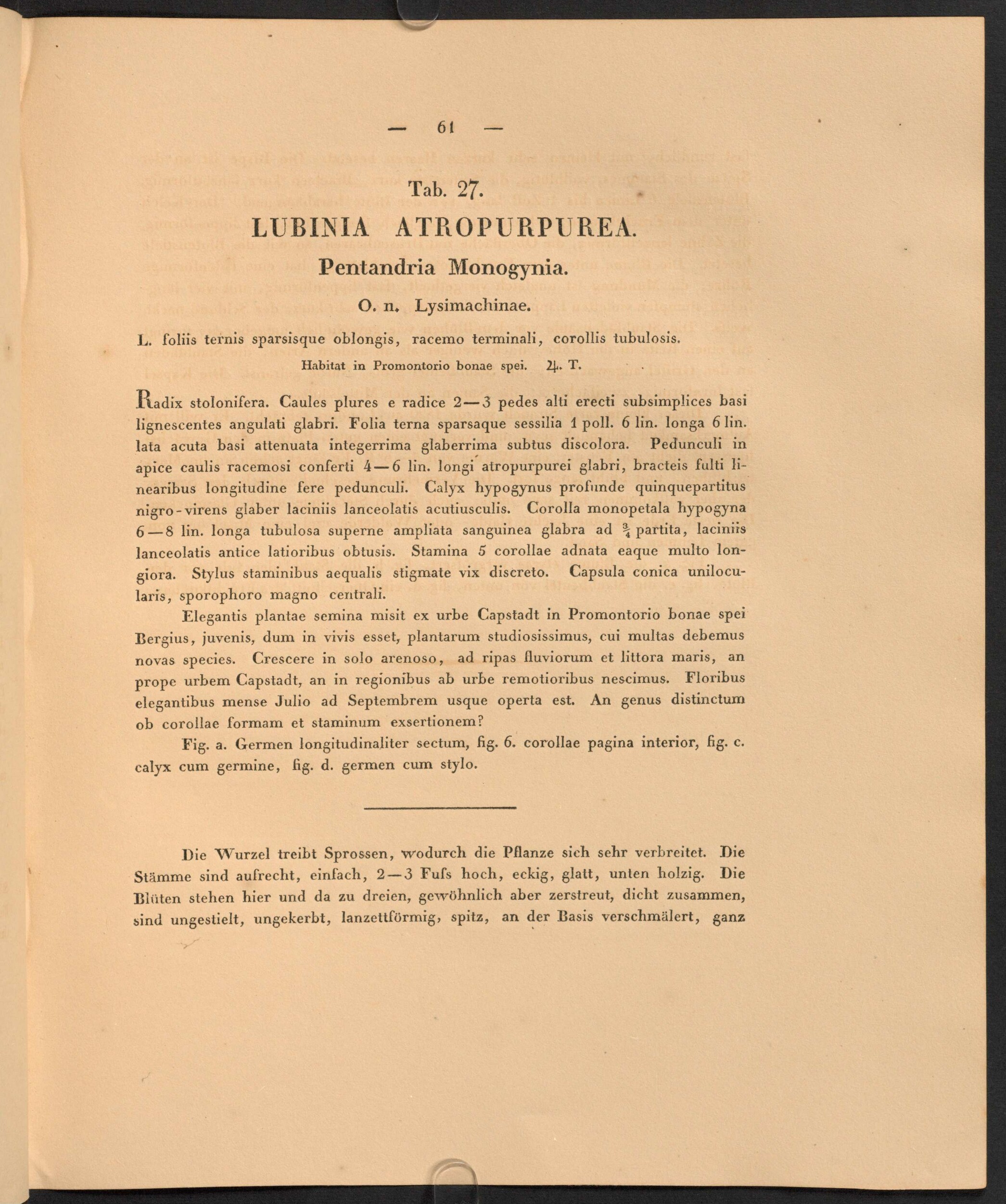 Tab. 27. Lubinia Atropurpurea. - Deutsche Digitale Bibliothek